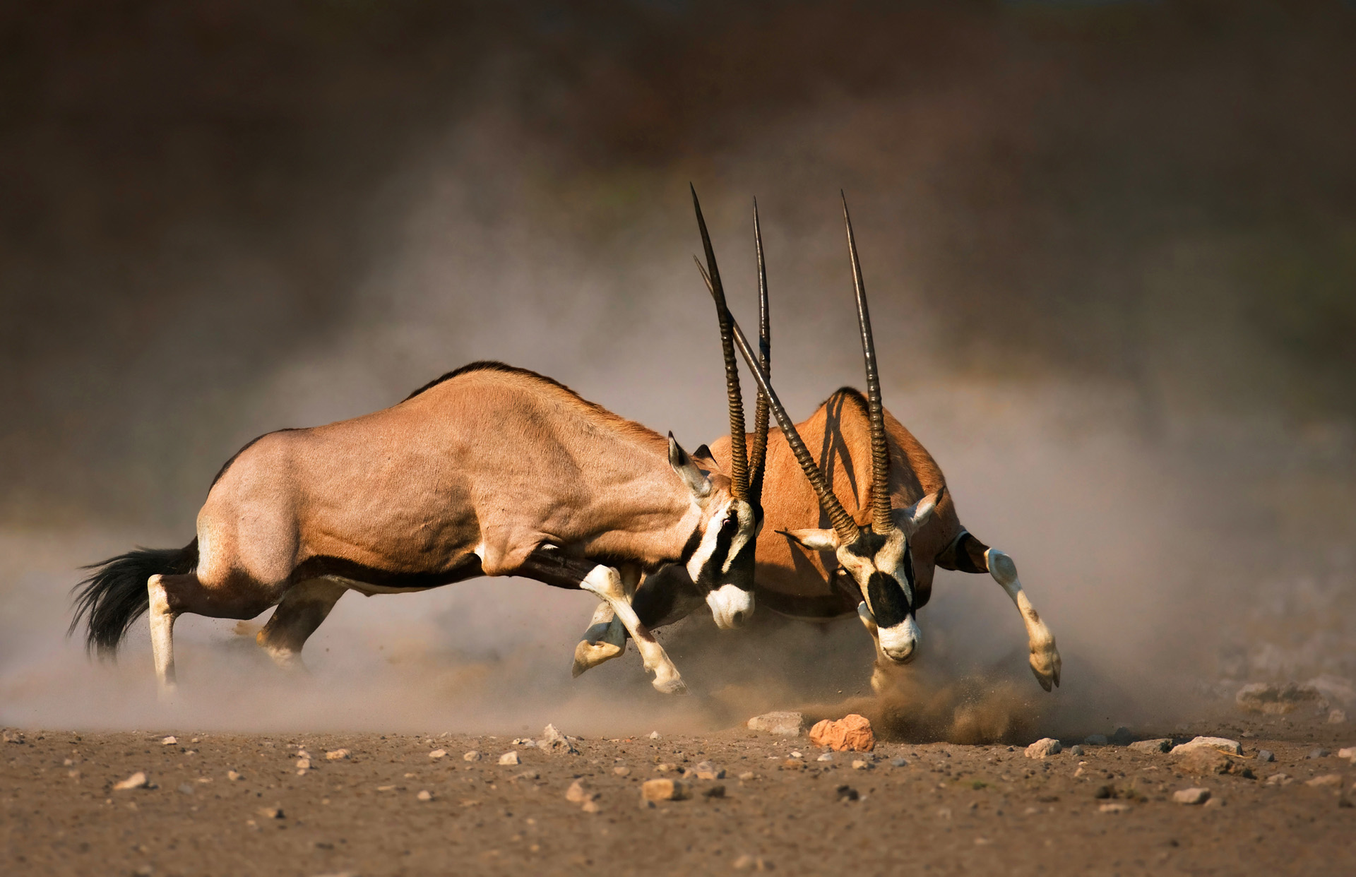 Man Captures Stunning, Rare Video of a Fight Between Two Huge Oryx ...