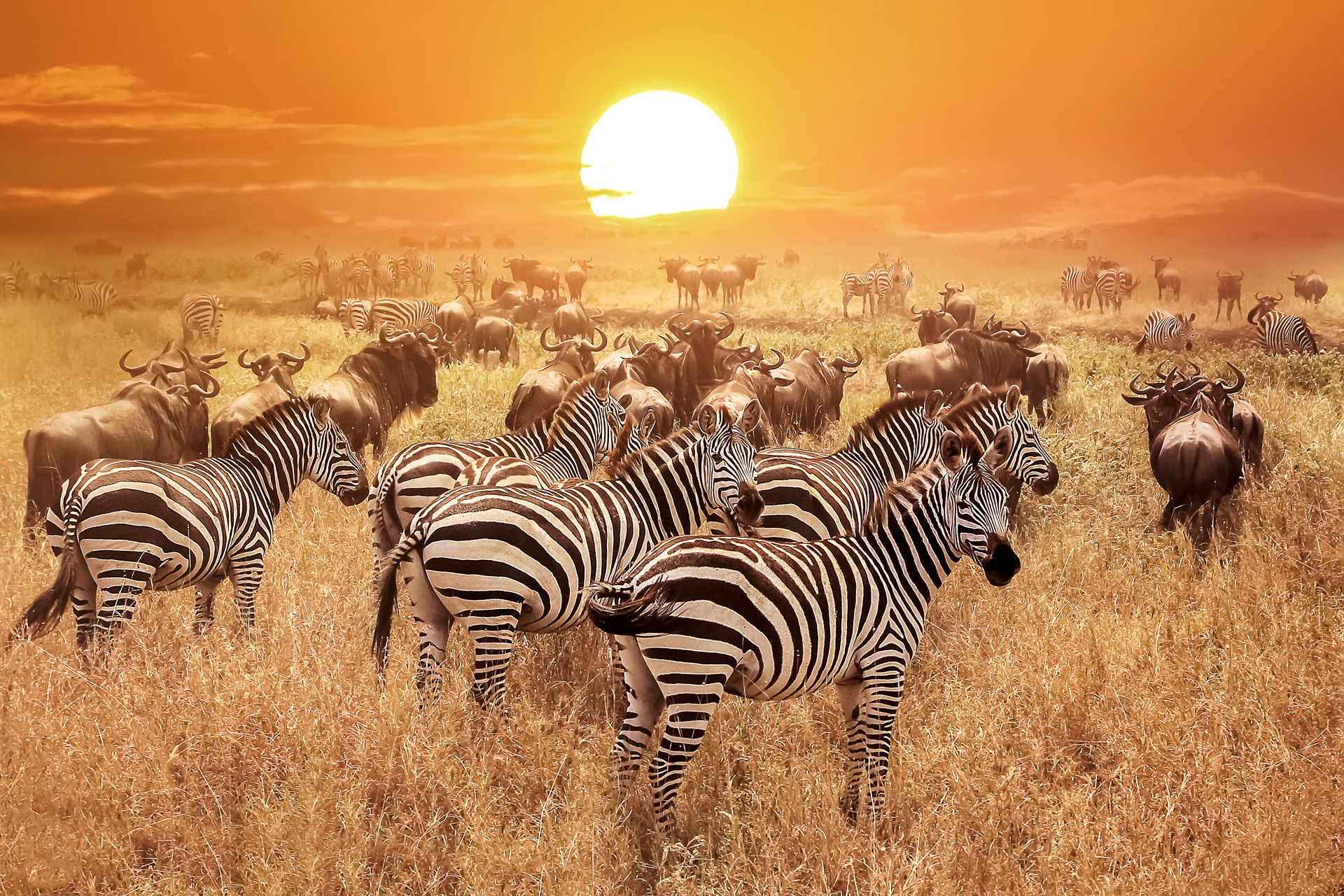 Surpassing Wilderbeasts, Zebras Hold New Record for Longest Migration ...