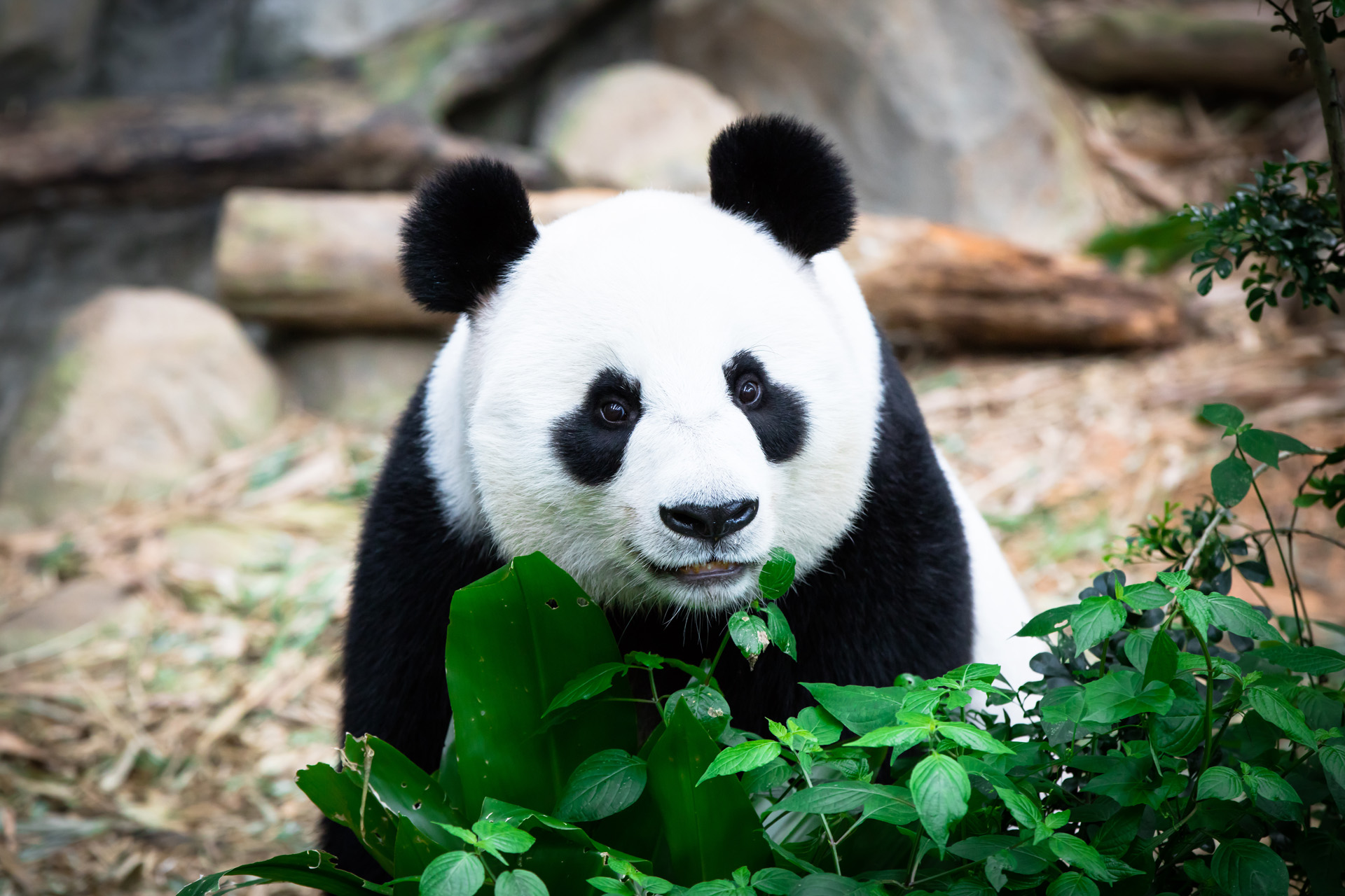 Pandas Thrive on Bamboo, Thanks to Belly Bacteria - Newspaper Animals ...