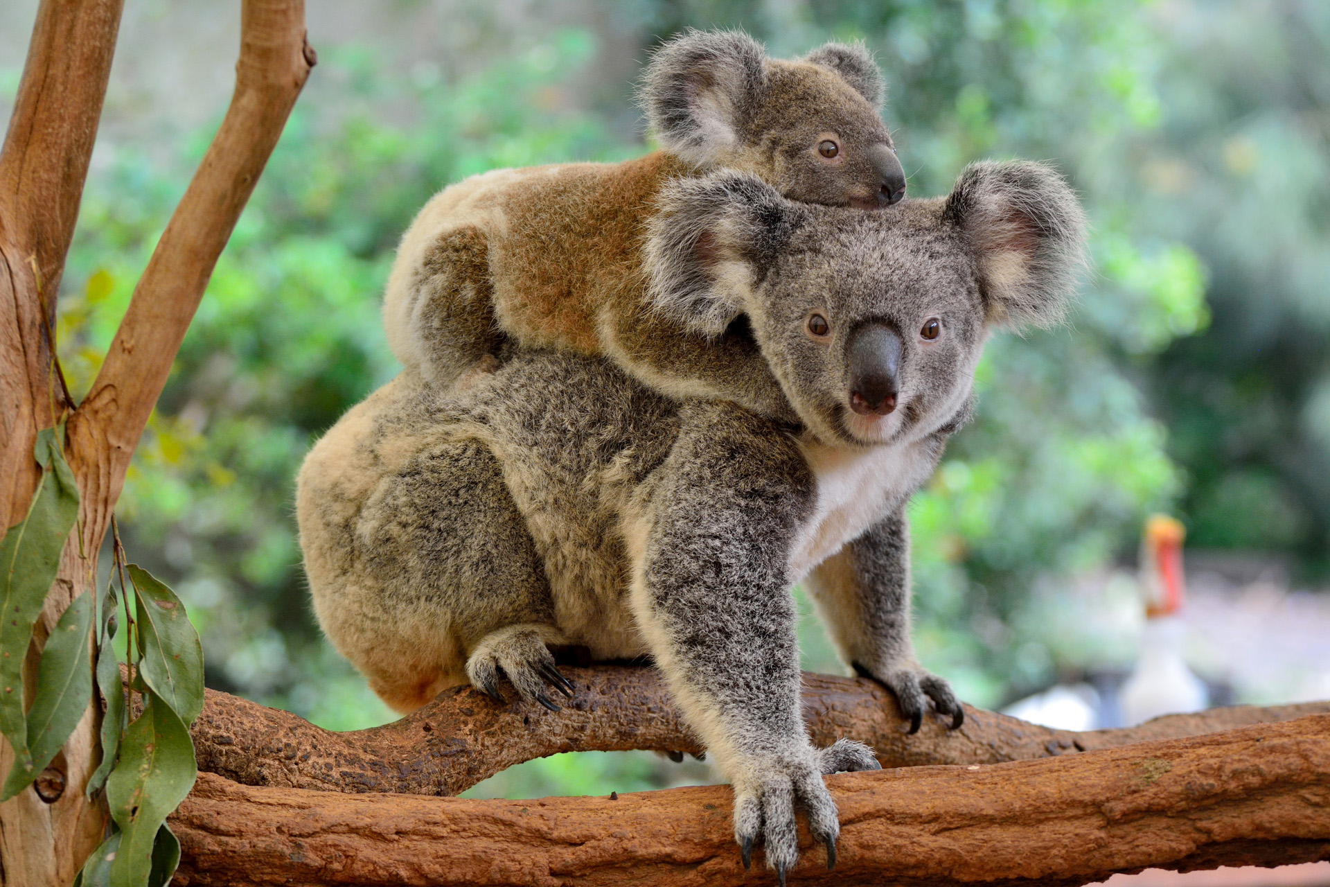 Thousands of Female Koalas Face this Enormous Problem in the Wild ...